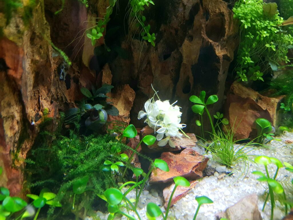 ANUBIAS SNOW WHITE - Chibi-Aquarium