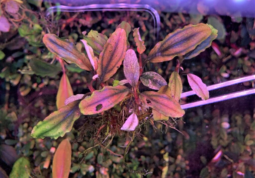 BUCEPHALANDRA PINK MARTINI - Chibi-Aquarium