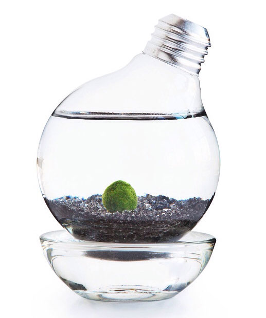 Marimo Moss Ball Chibi Aquarium