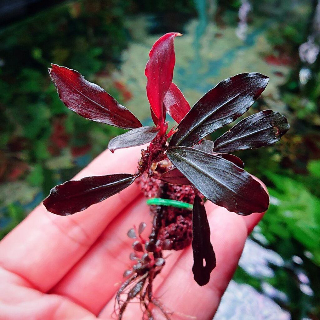 BUCEPHALANDRA PINK MARTINI - Chibi-Aquarium