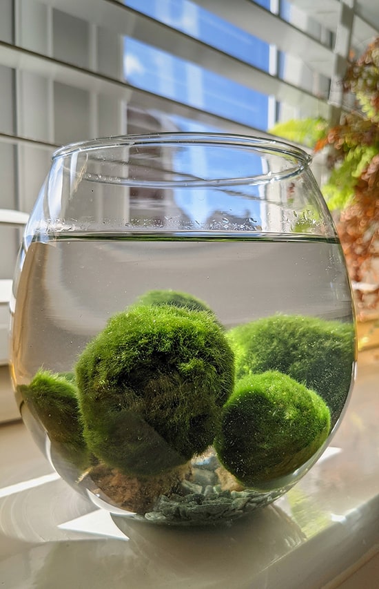 MARIMO MOSS BALL - Chibi-Aquarium