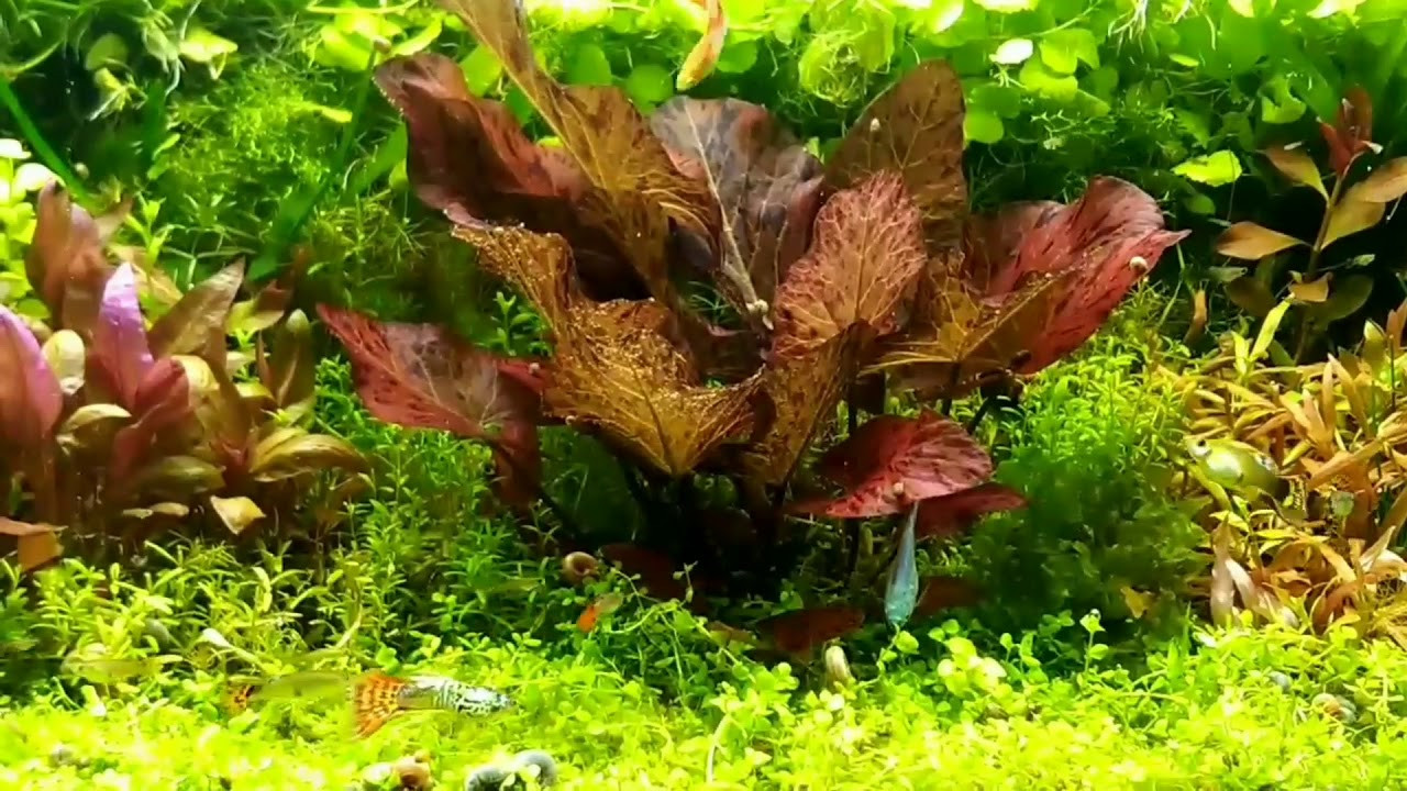 TIGER LOTUS - Chibi-Aquarium