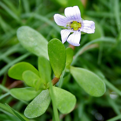 MONEYWORT - Chibi-Aquarium