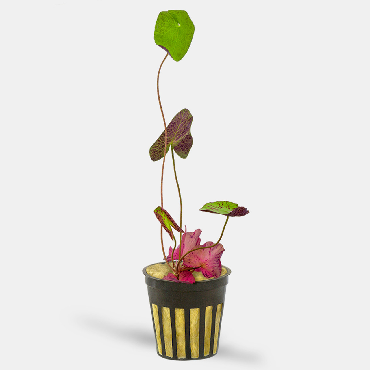 TIGER LOTUS - Chibi-Aquarium