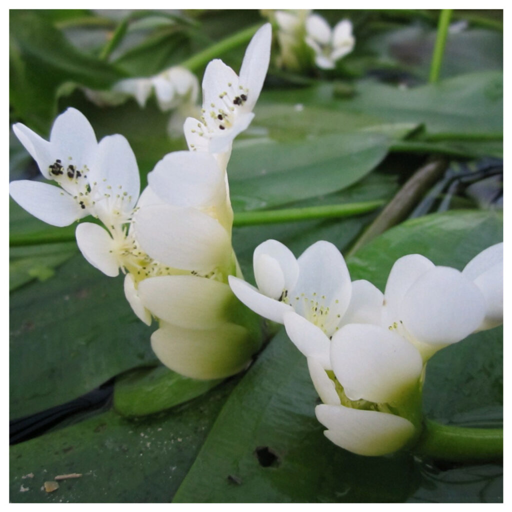 WATER HAWTHORN - Chibi-Aquarium