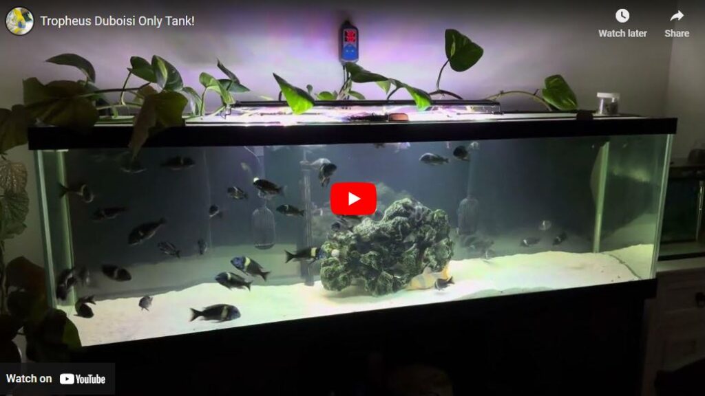 Blog - Chibi-Aquarium