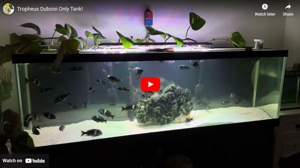 Tropheus Duboisi Only Tank! - Chibi-Aquarium